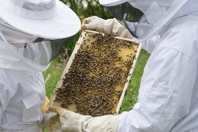 SMARTBEEing: Μια καινοτόμα πλατφόρμα-σύμμαχος των μελισσοκόμων
